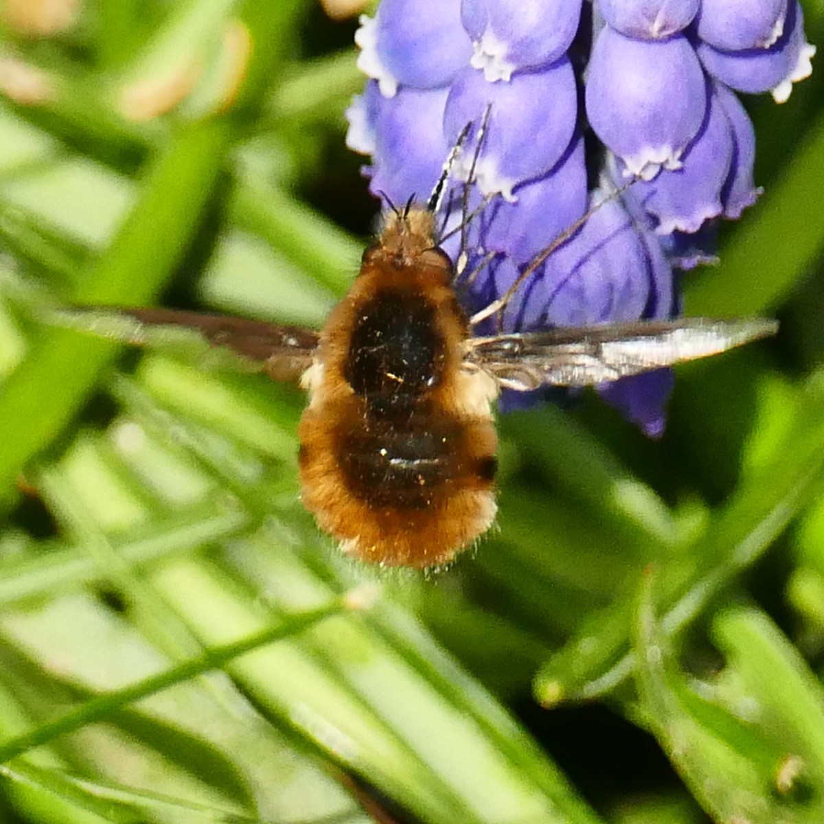 Le Bourdon terrestre, le costaud du jardin