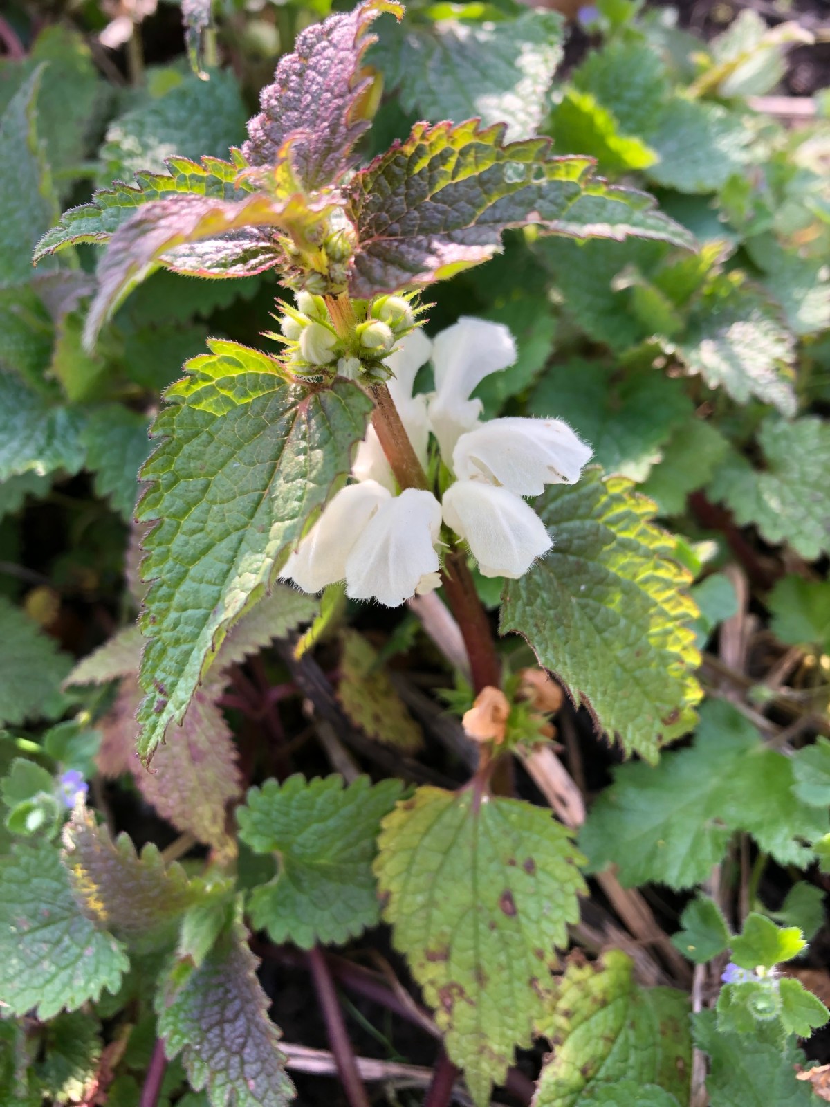 Les lamiers : comment les reconnaître et les utiliser