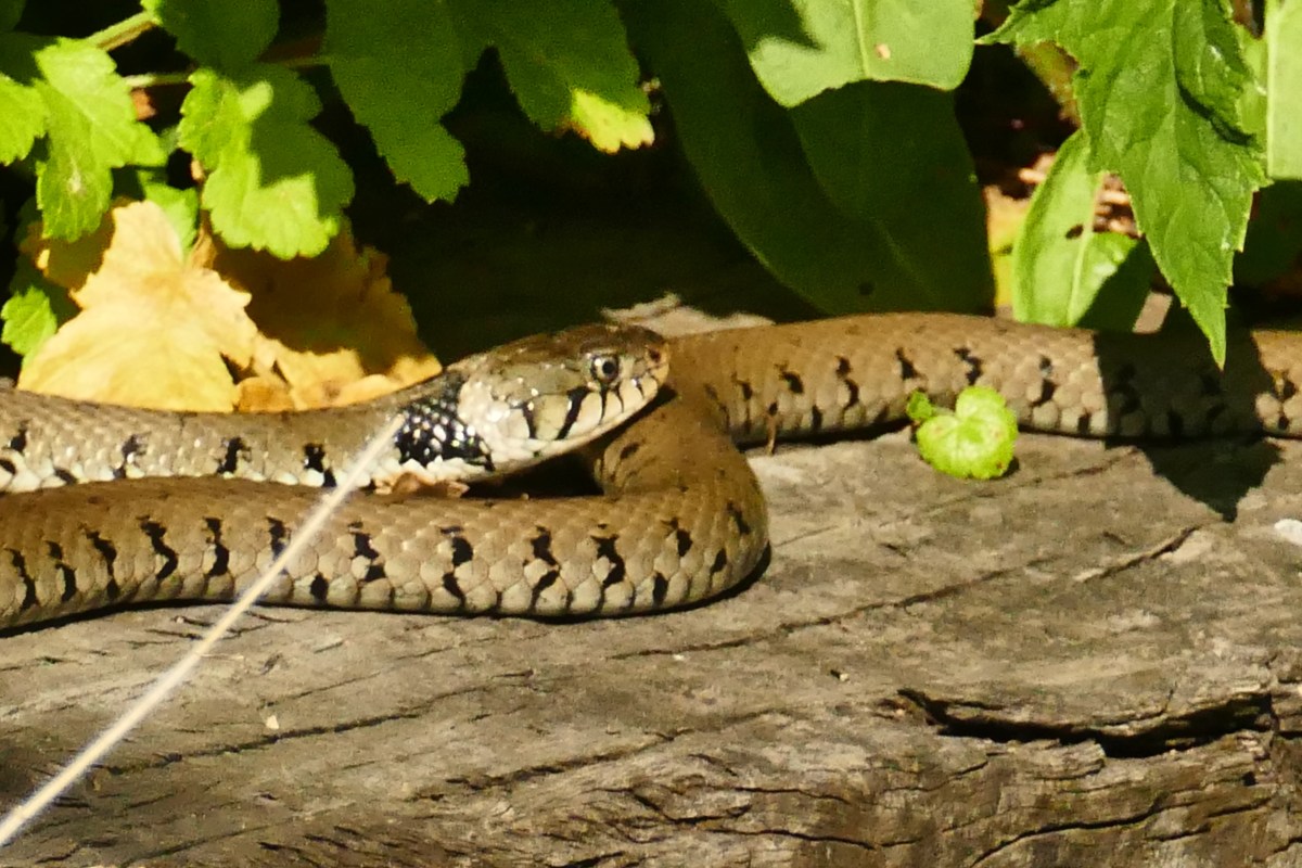 8 infos sur l'Orvet, un "serpent" qui n'en est pas un