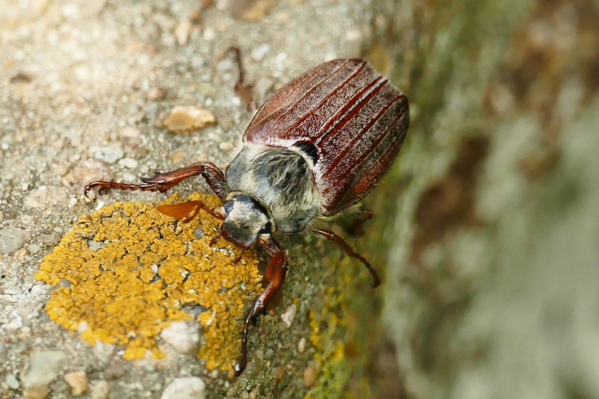 Le Scarabée japonais, l'indésirable voyageur