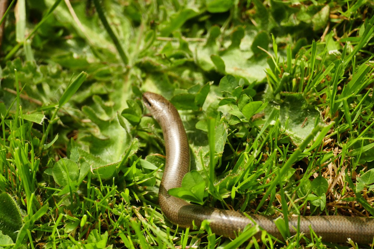 8 infos sur l'Orvet, un "serpent" qui n'en est pas un