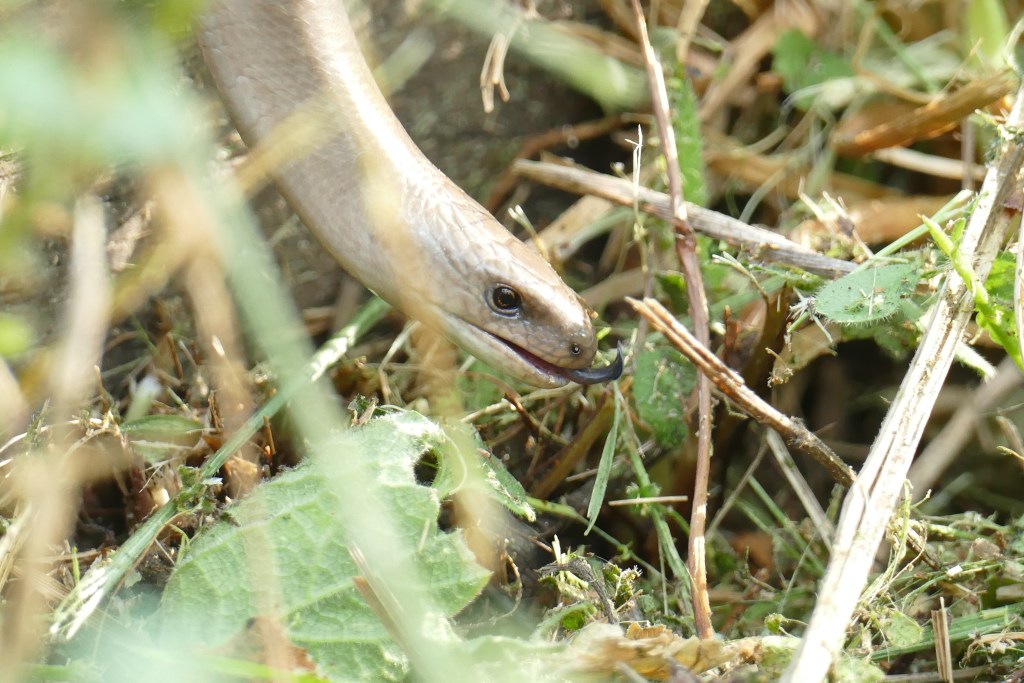 8 infos sur l'Orvet, un "serpent" qui n'en est pas un