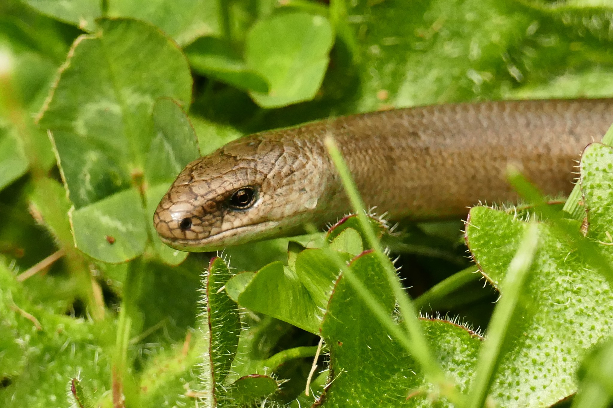 L'Orvet, le faux serpent inoffensif qui protège votre jardin