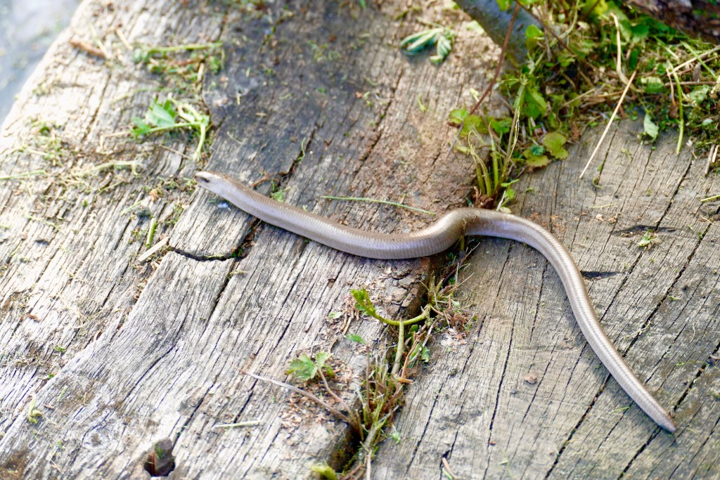 L'Orvet : le lézard inoffensif du jardin