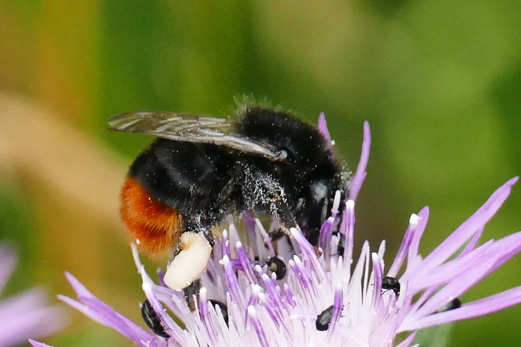 Le Bourdon terrestre, le costaud du jardin