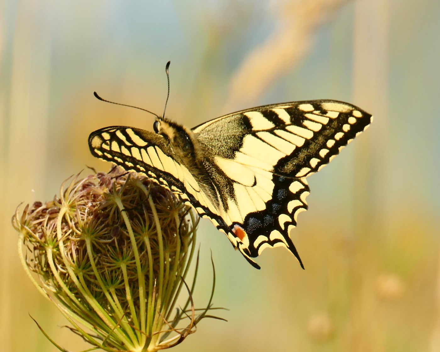 Le Machaon, un papillon spectaculaire...à protéger