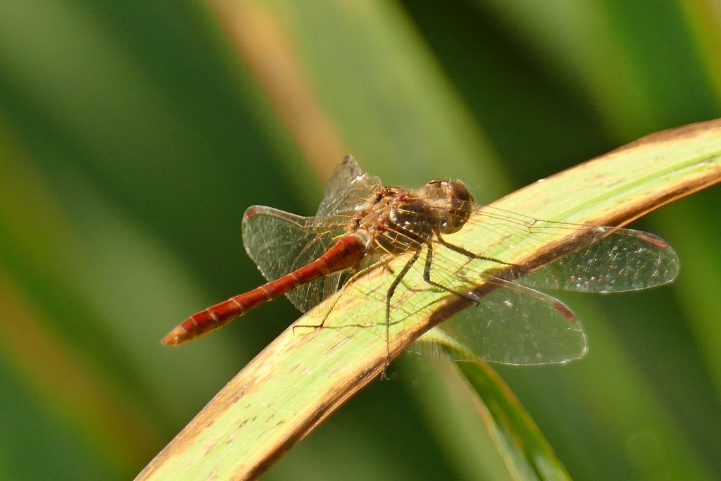 Le Sympetrum sanguin