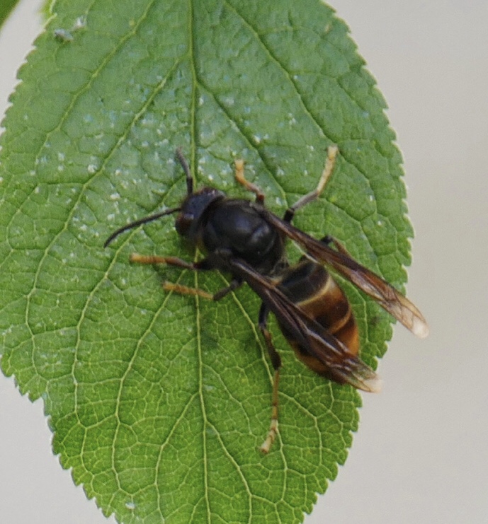 Frelon européen, le costaud du jardin