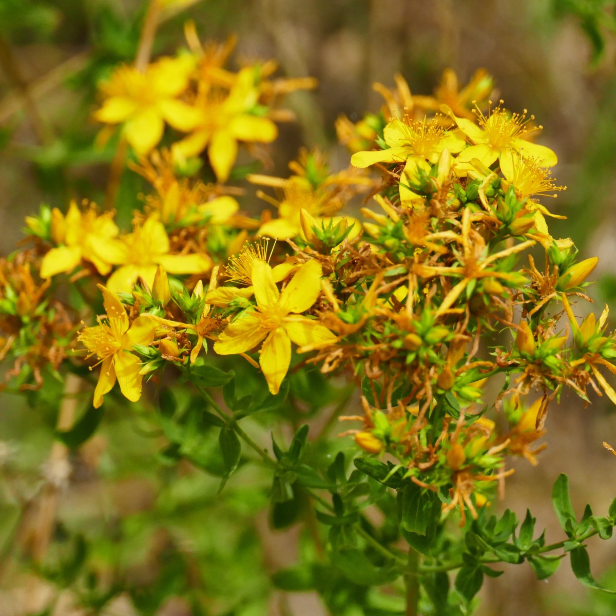 Le nombril de Vénus, plante discrète et précieuse