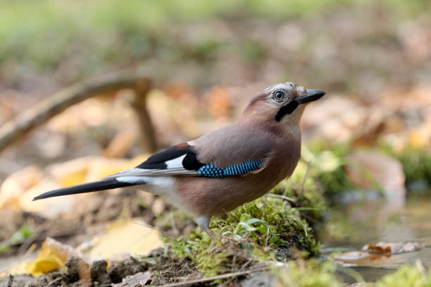 Le Geai des Chênes, le génie de nos forêts