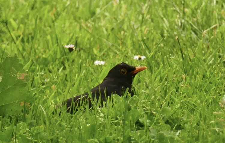 Le Merle noir, le chanteur du jardin