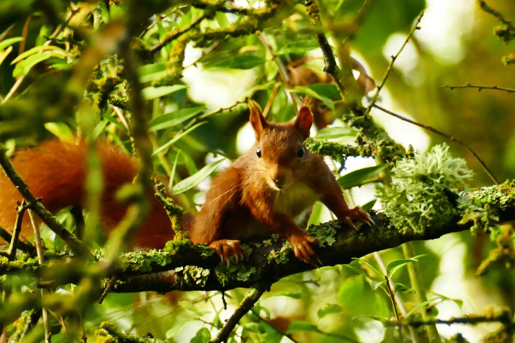 L'Ecureuil roux, le lutin de la forêt