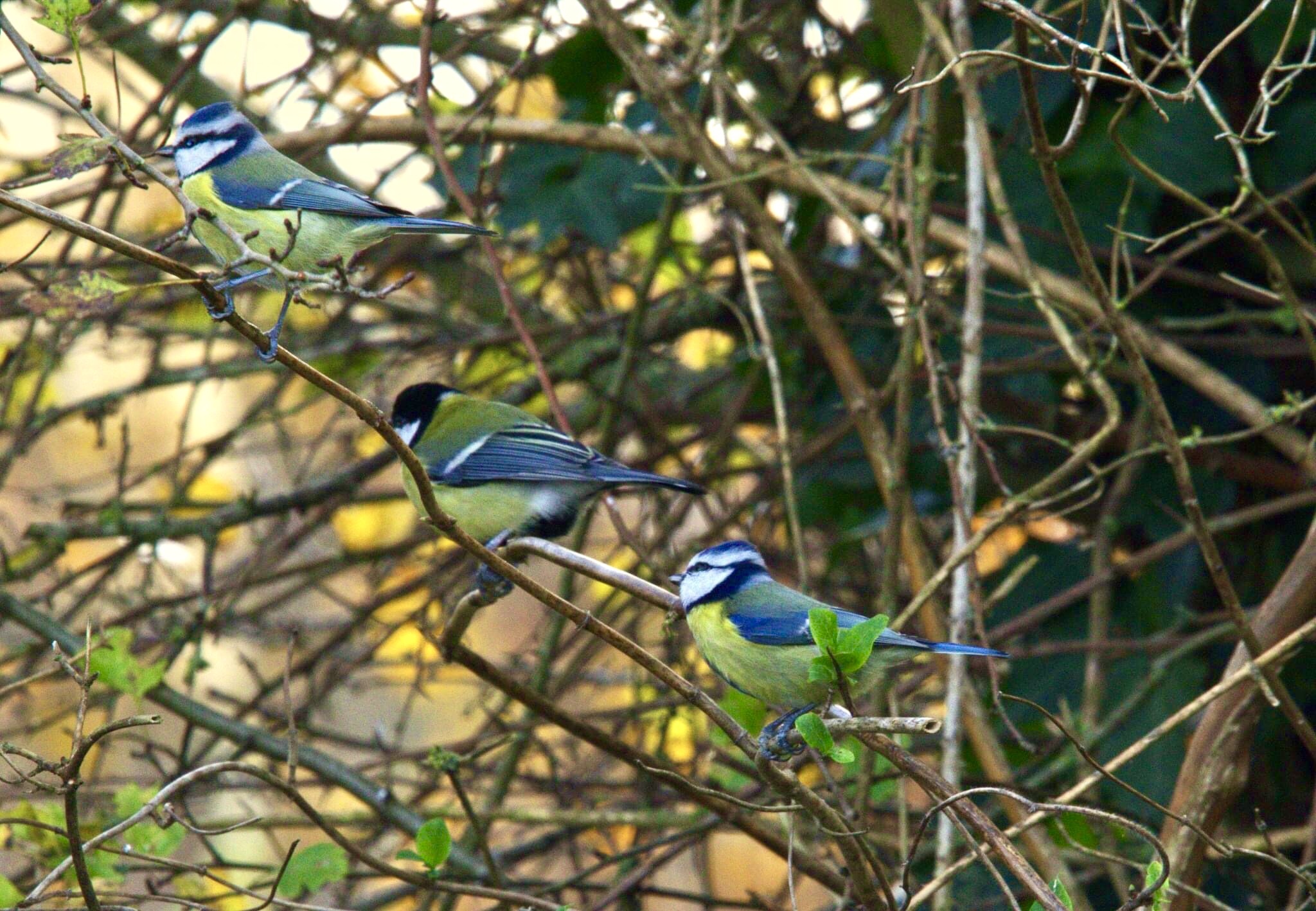 :) Reconnaître les Mésanges - Les Jardins de Mélusine