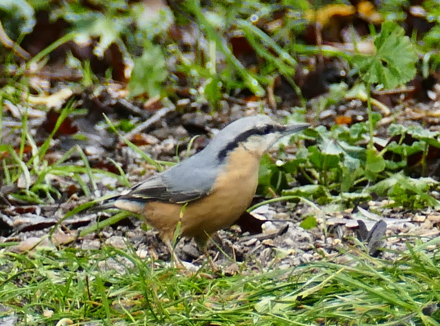 La Sittelle Torchepot, l'acrobate des forêts