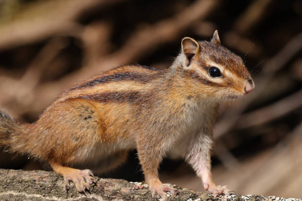 Le Tamia de Sibérie, un petit envahisseur sous surveillance