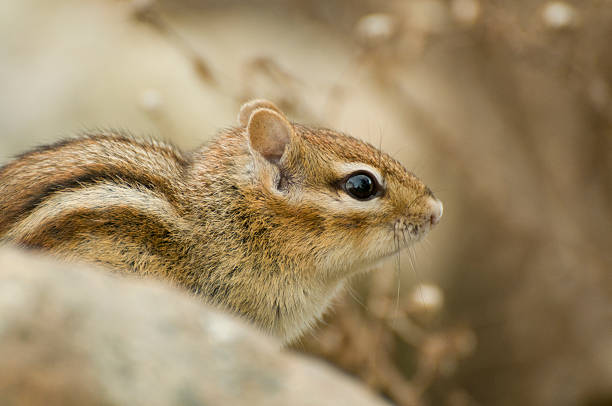 Le Tamia de Sibérie, un petit envahisseur sous surveillance