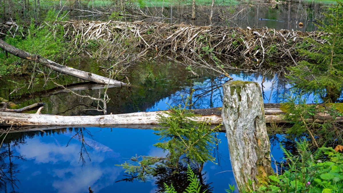 Le retour du Castor en Ile de France