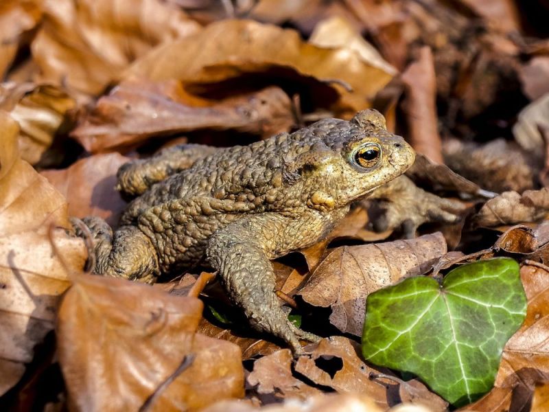 Le Crapaud, un allié du jardinier