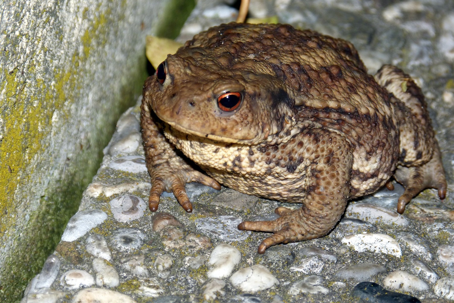 Le Crapaud, un allié du jardinier