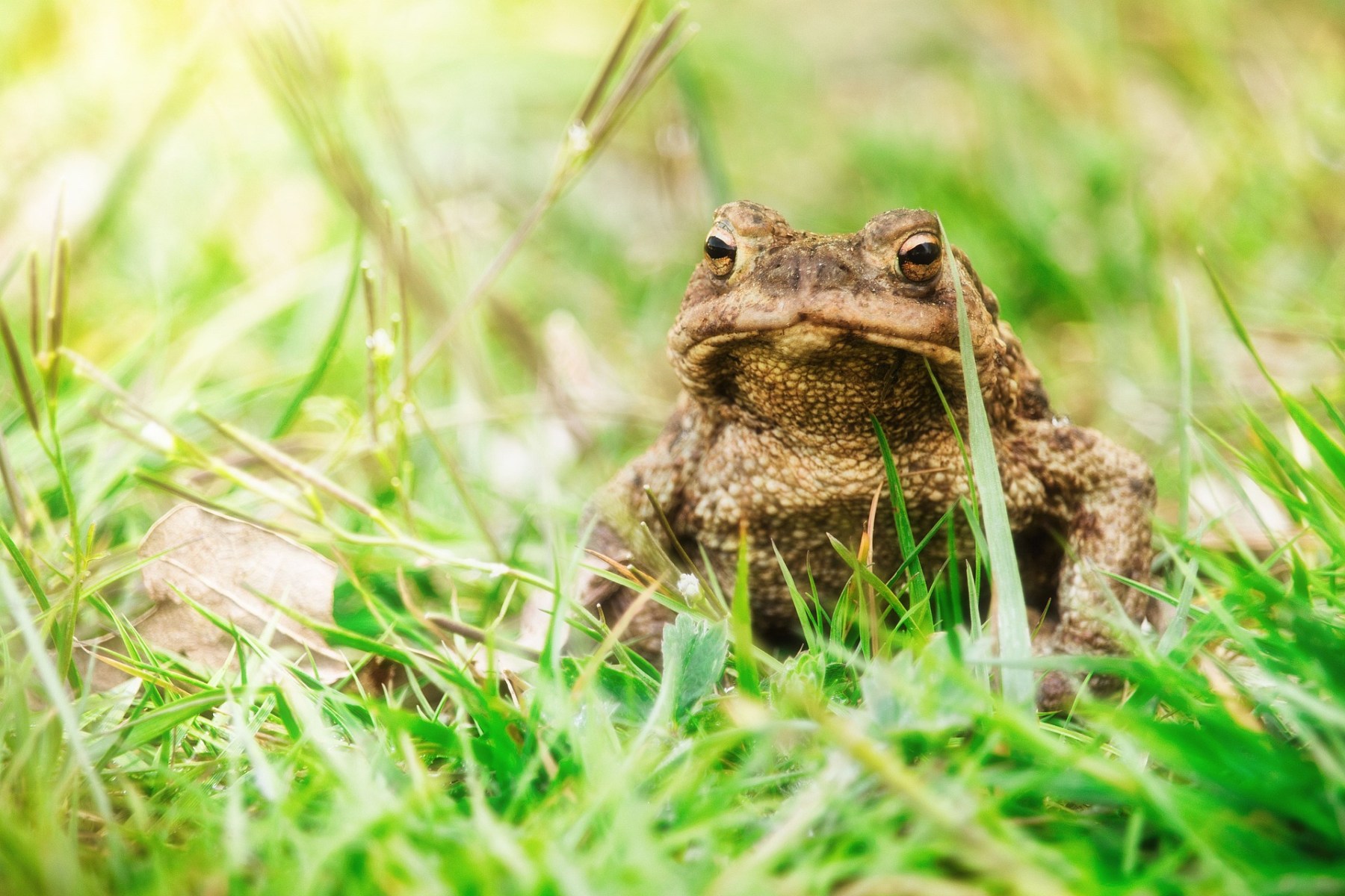 Le Crapaud, un allié du jardinier
