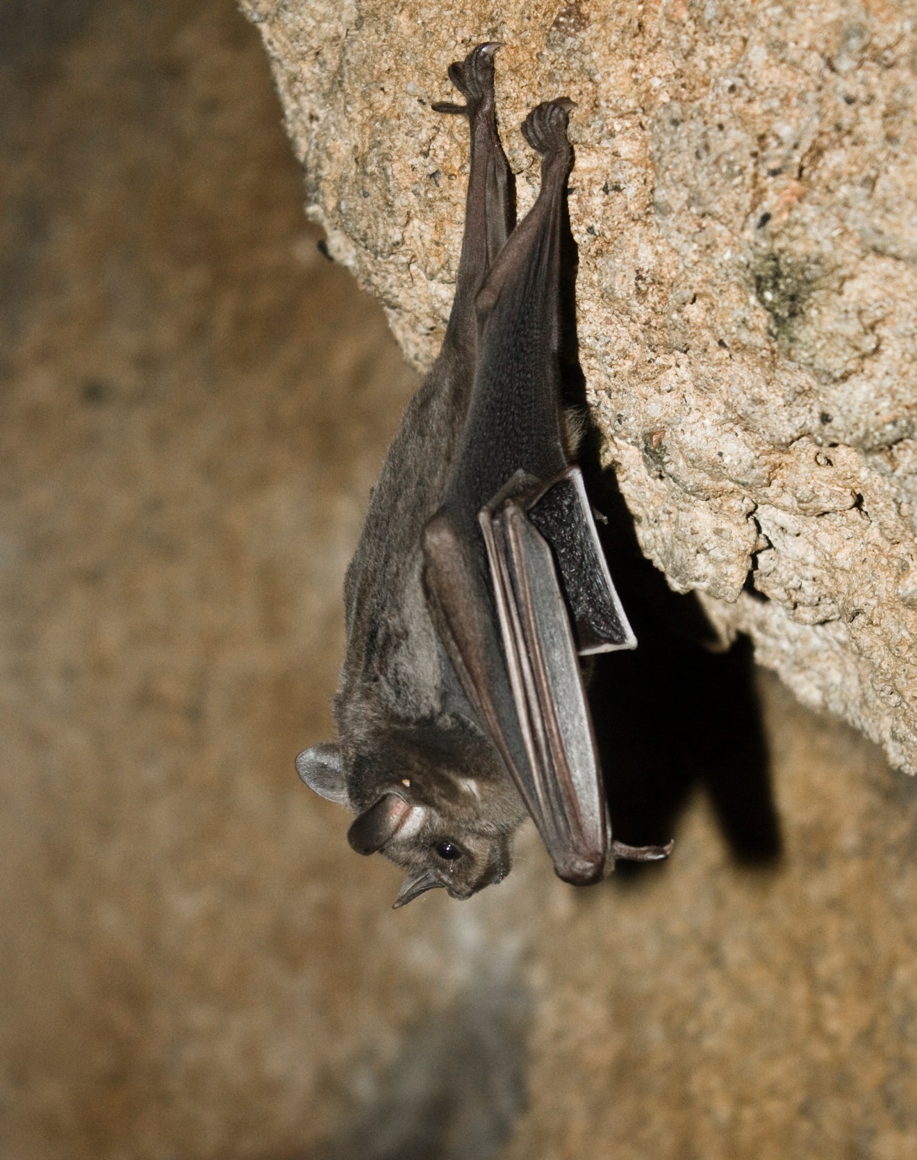 10 choses à savoir sur la Chauve Souris