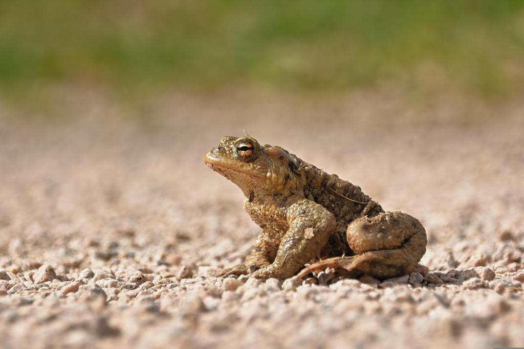 Le Crapaud, un allié du jardinier