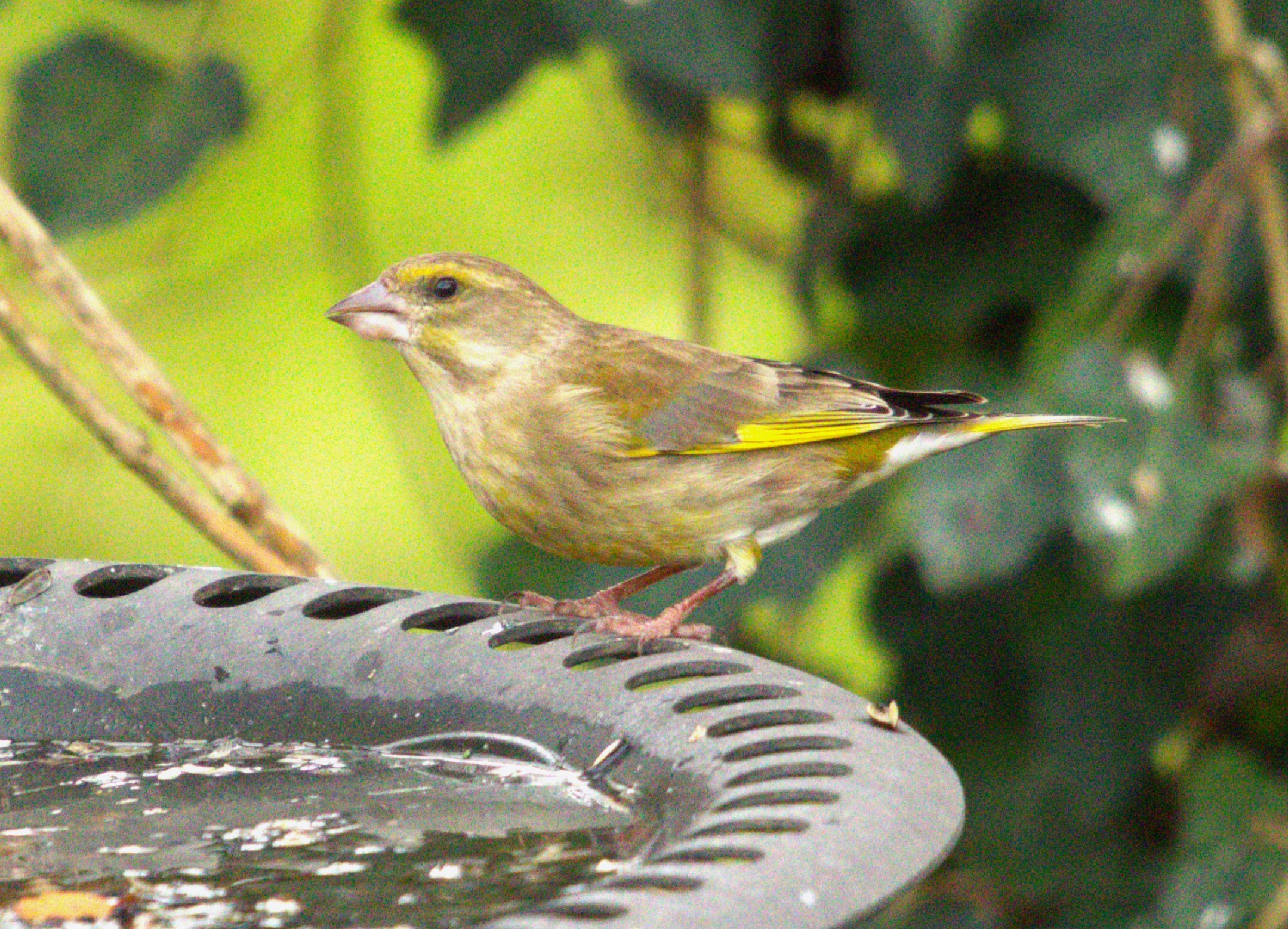 Le Verdier d'Europe,l’oiseau qui a plus d’une graine dans le bec