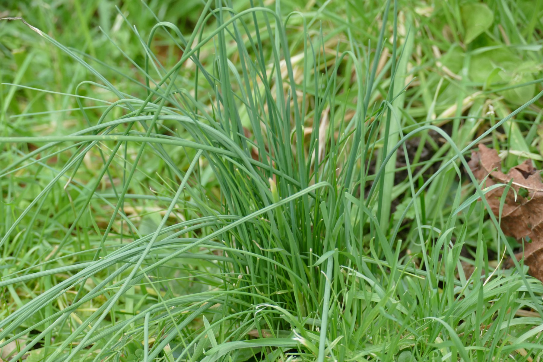 La Ciboulette sauvage, l'invitée surprise du jardin