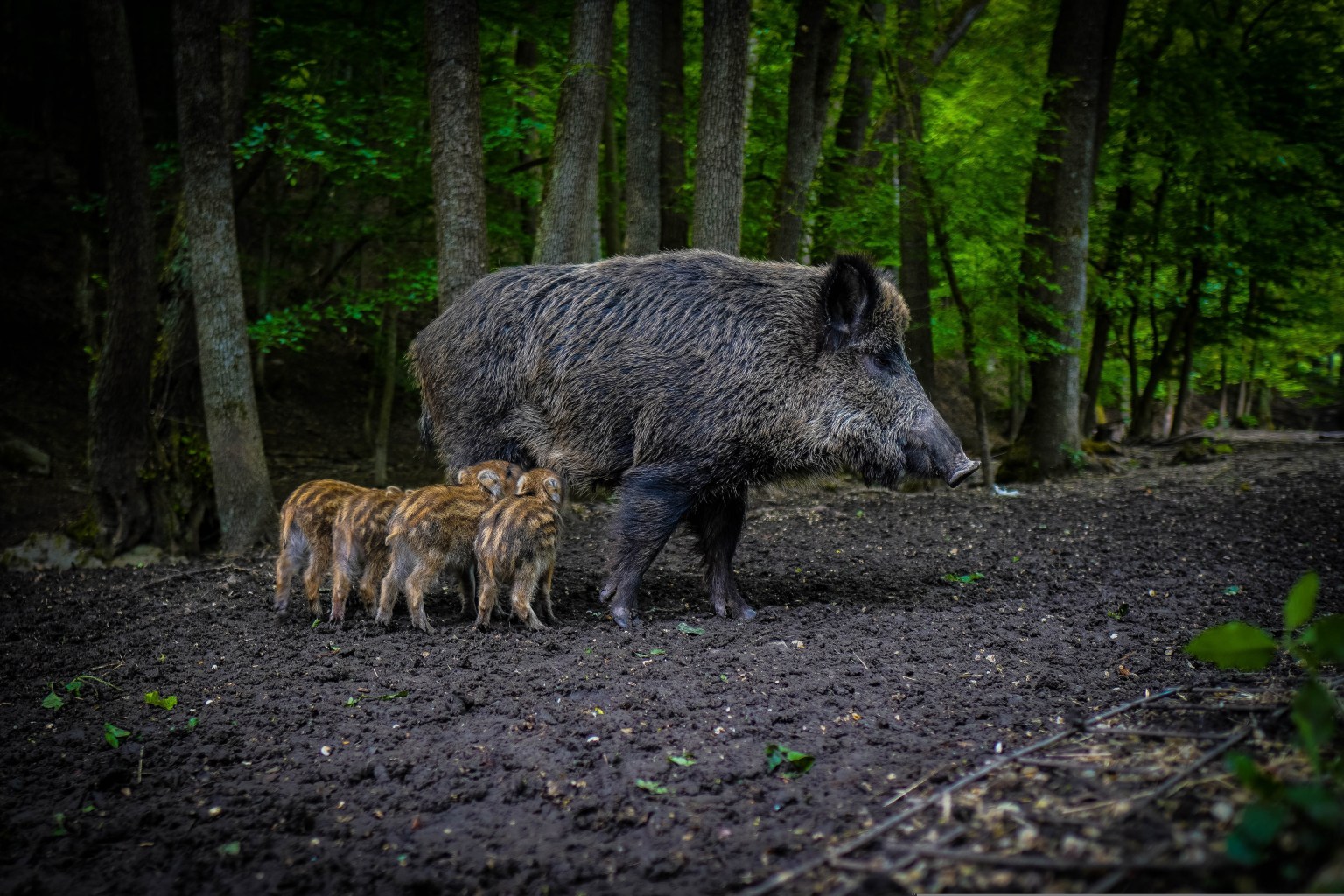 Le Sanglier, le cochon sauvage détesté