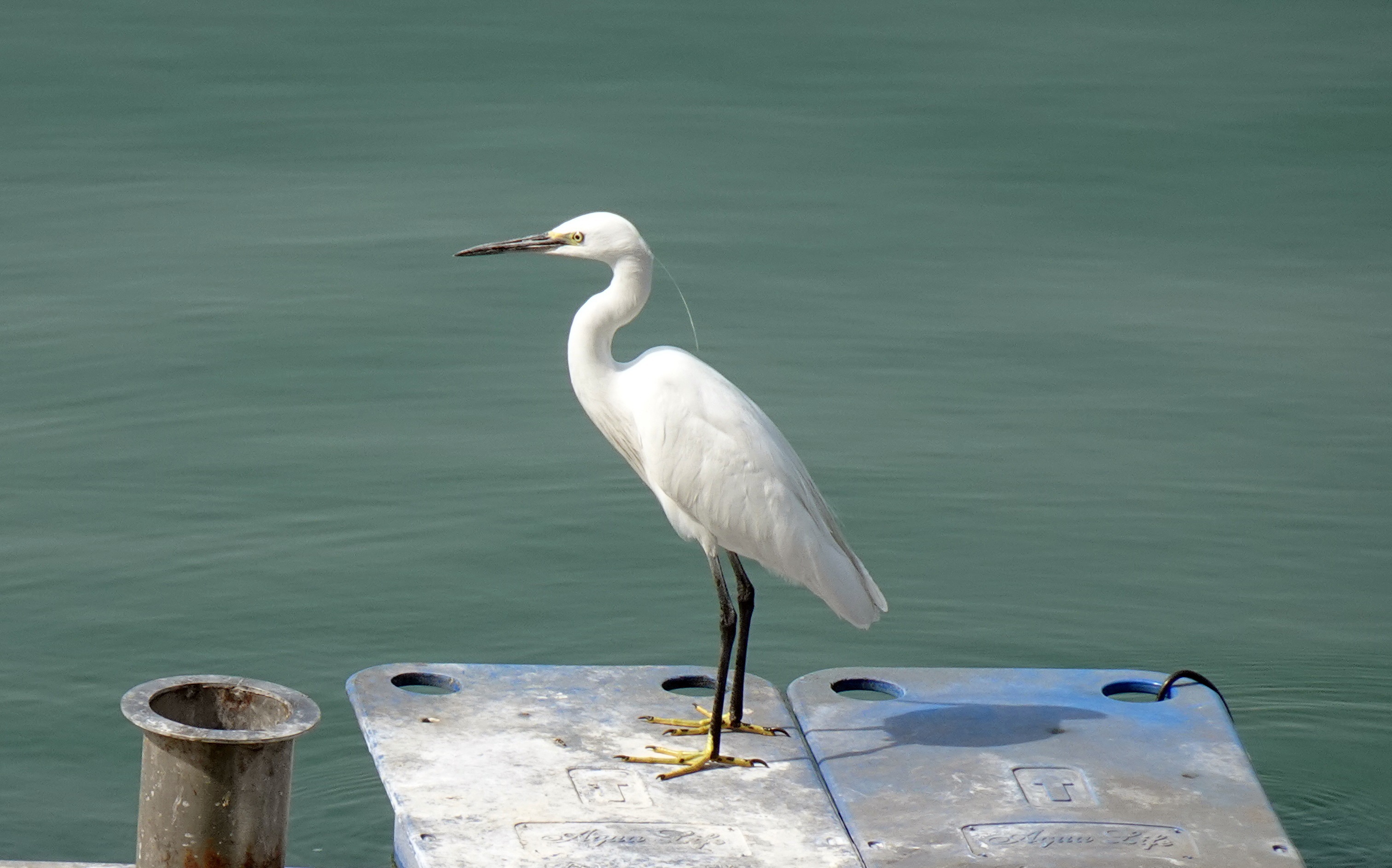 5 infos à connaître sur l'Aigrette Garzette