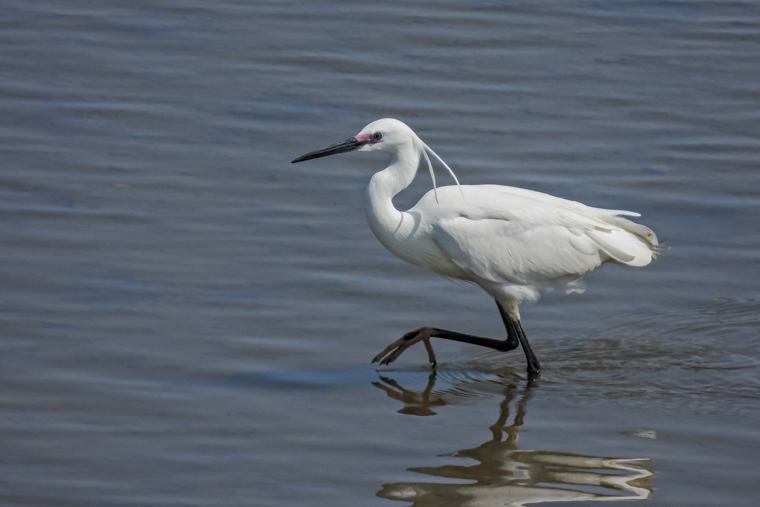 5 infos à connaître sur l'Aigrette Garzette