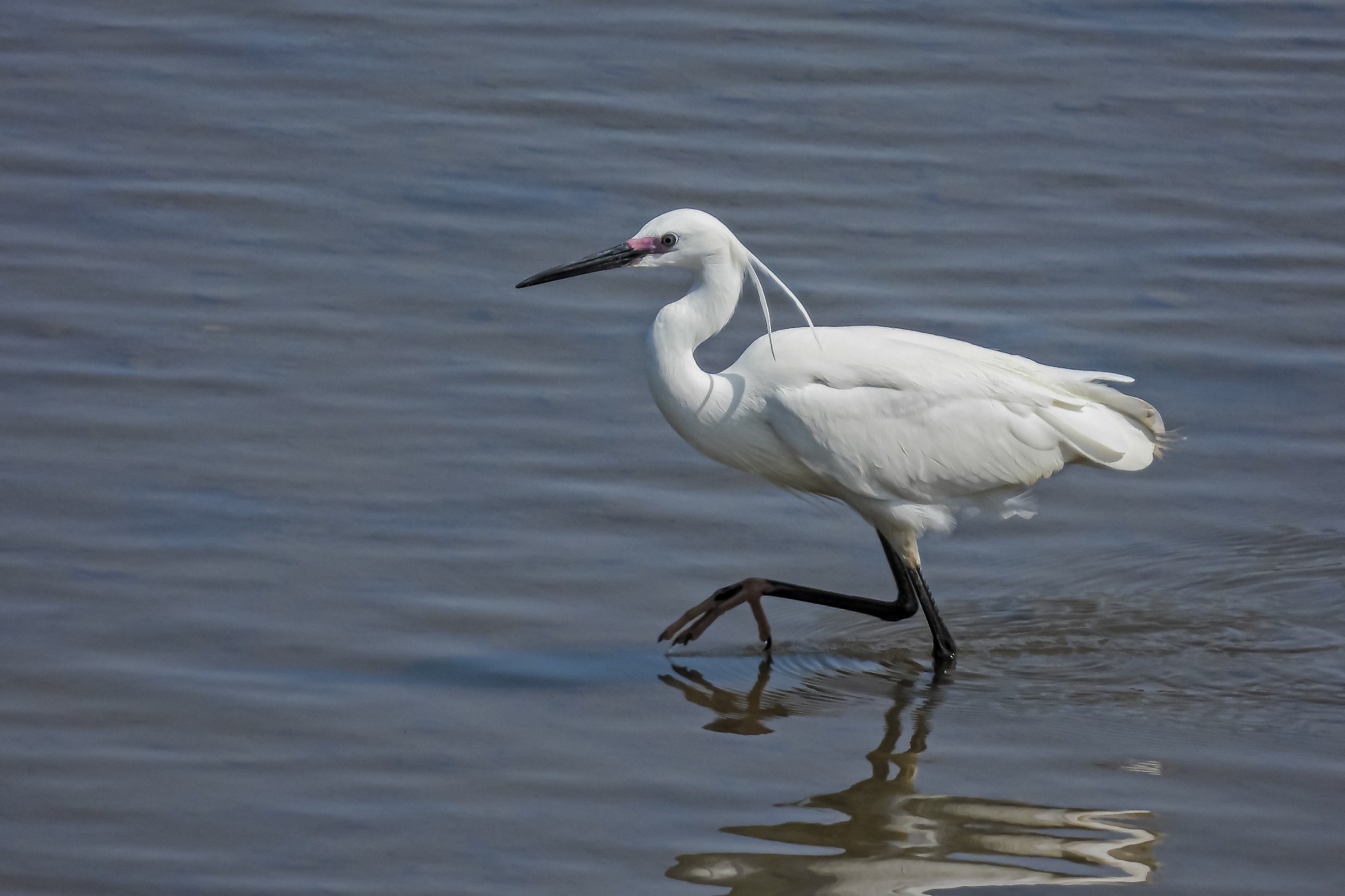 5 infos à connaître sur l'Aigrette Garzette