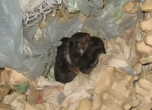 La fouine, une charmante casse pied