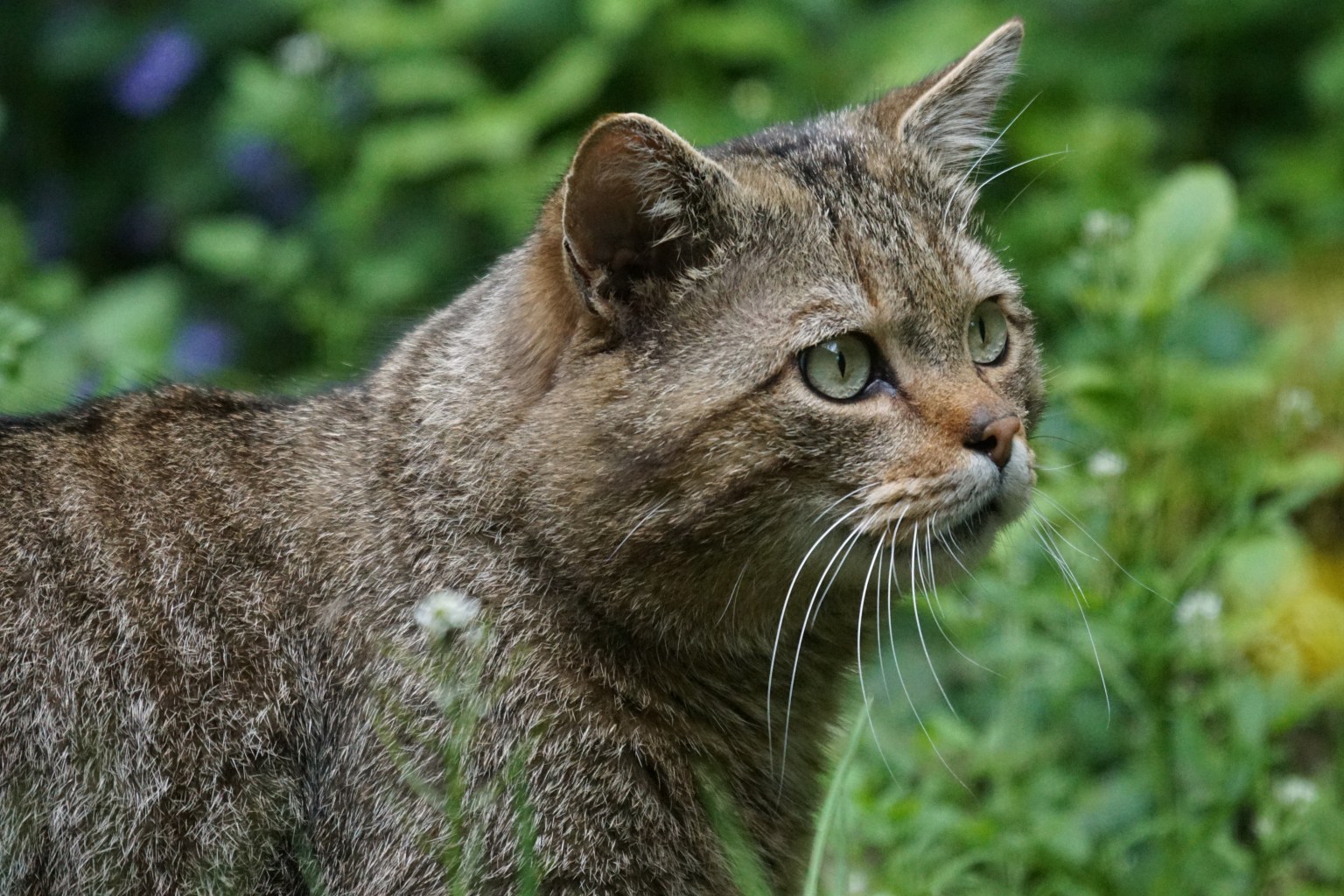 Le chat forestier, le discret félin sauvage