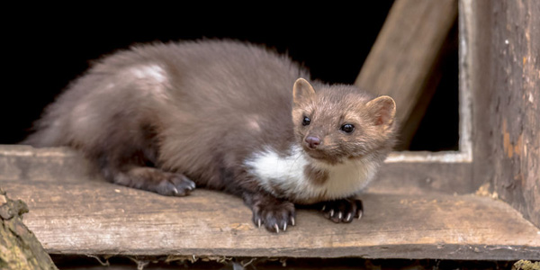 La fouine, une charmante casse pied