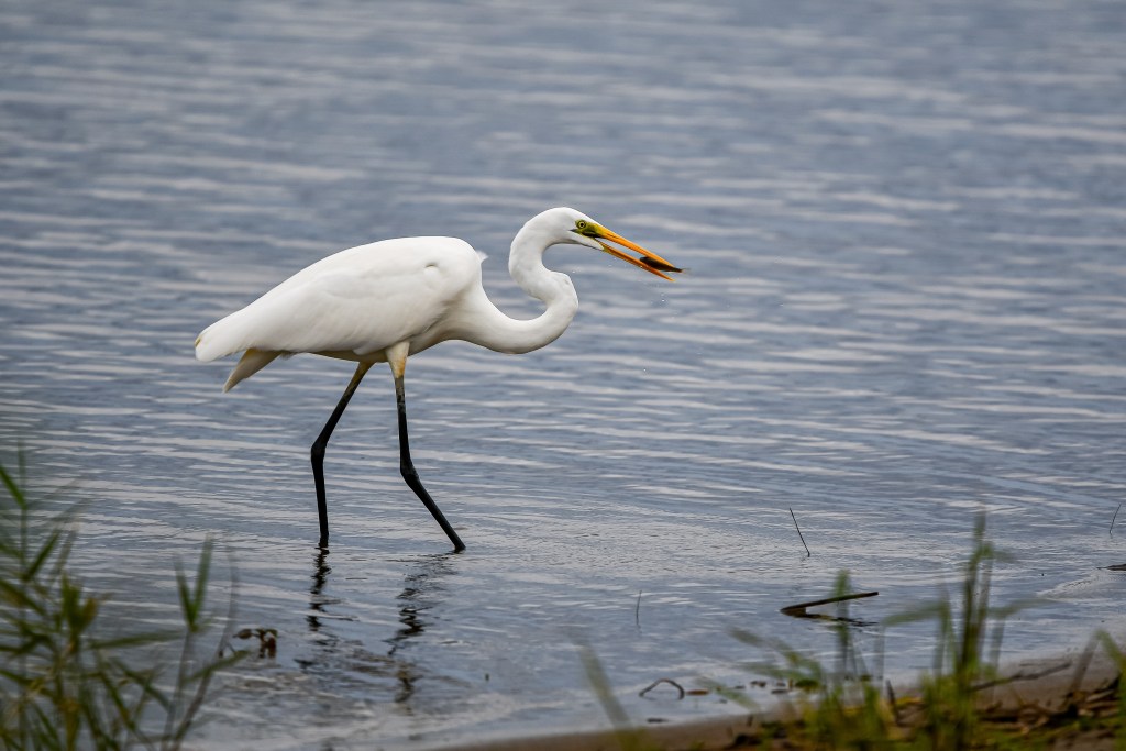 5 infos à connaître sur l'Aigrette Garzette