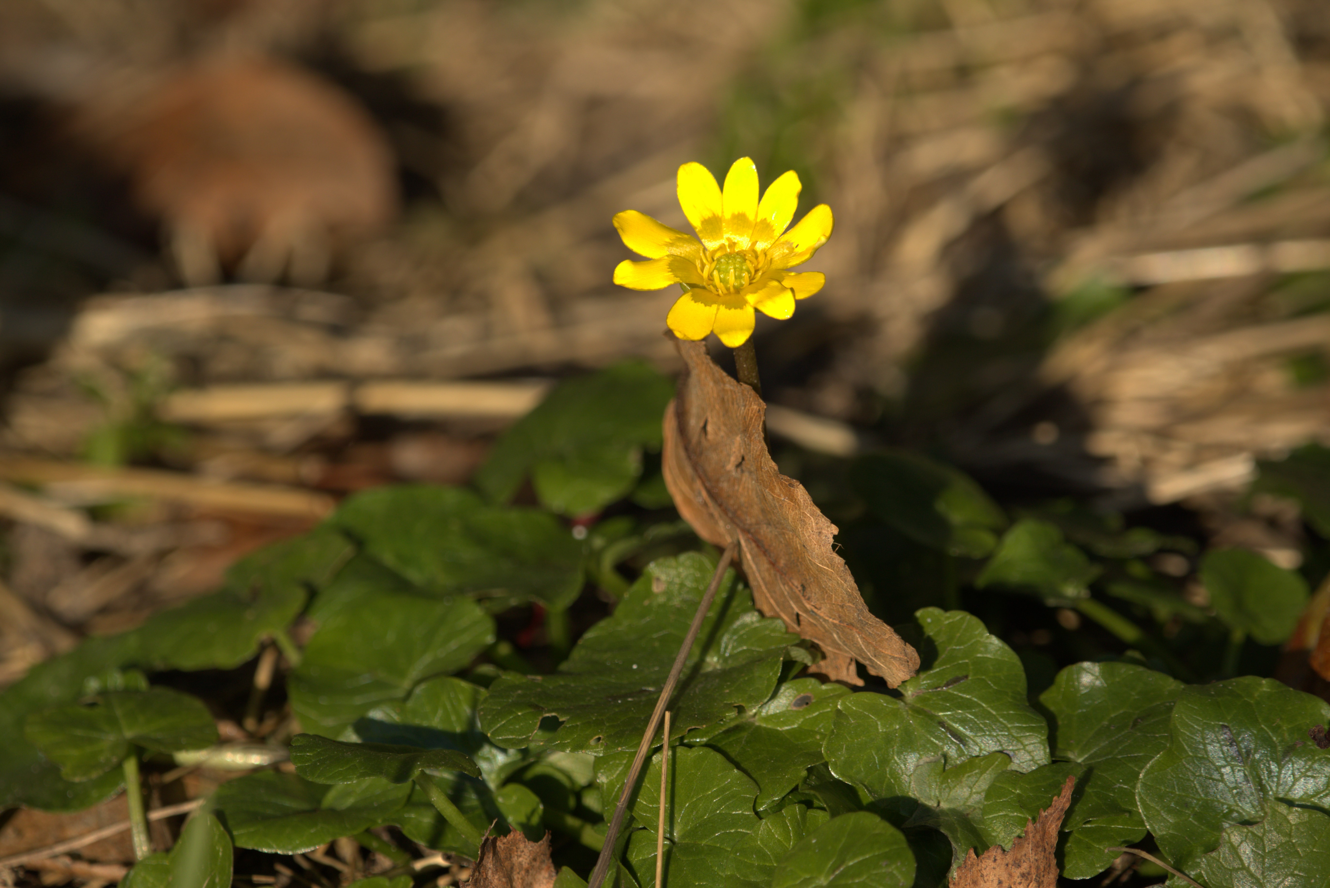 La Grande Berce : plante mellifère et comestible