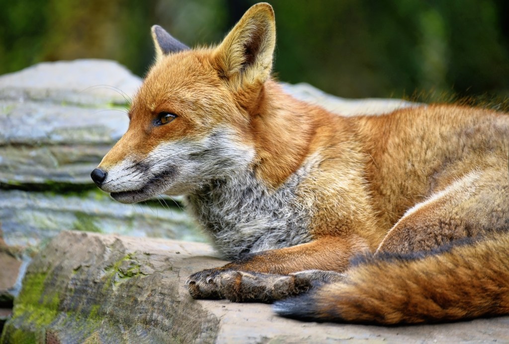 Le Renard, un ami mal compris