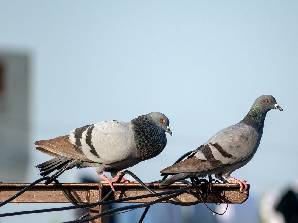 Le Pigeon biset, portrait d’un citadin fidèle et mal-aimé