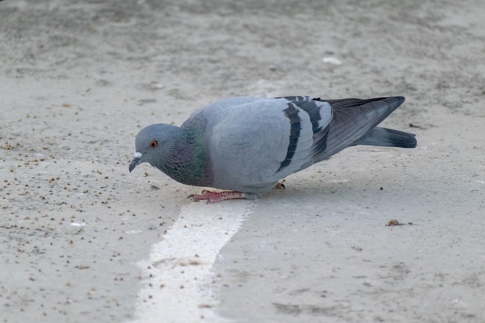 Le Pigeon biset, portrait d’un citadin fidèle et mal-aimé