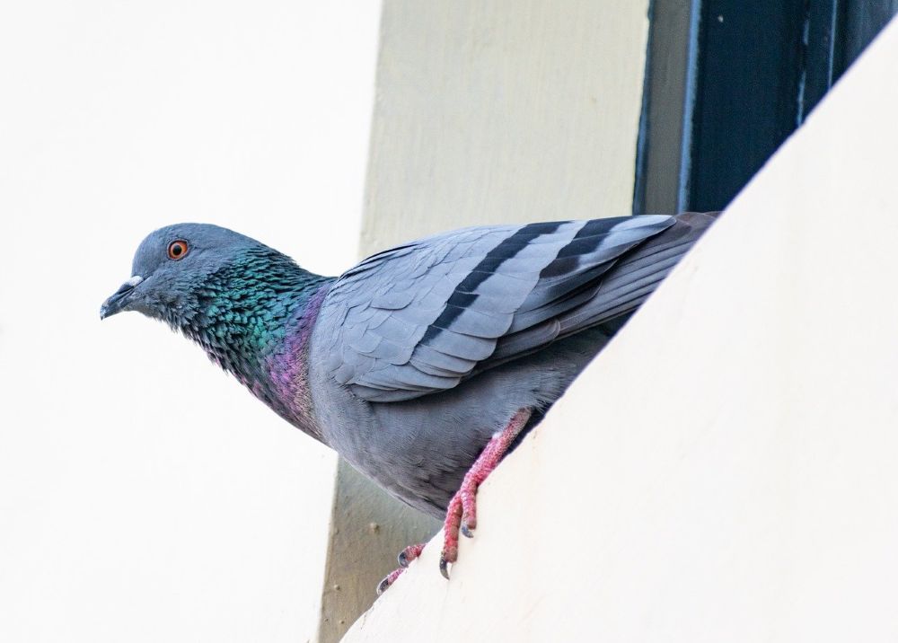 Le Pigeon biset, portrait d’un citadin fidèle et mal-aimé