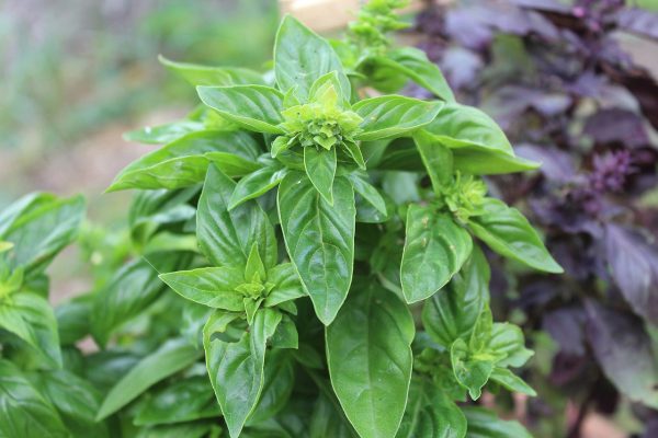 Le Basilic l'incontournable aromatique
