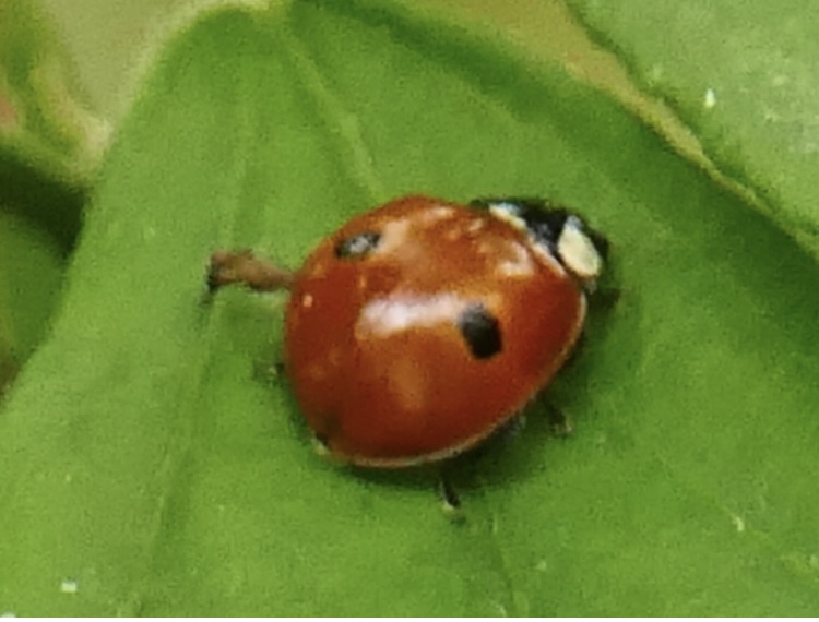 Les coccinelles, les super héroïnes du jardin