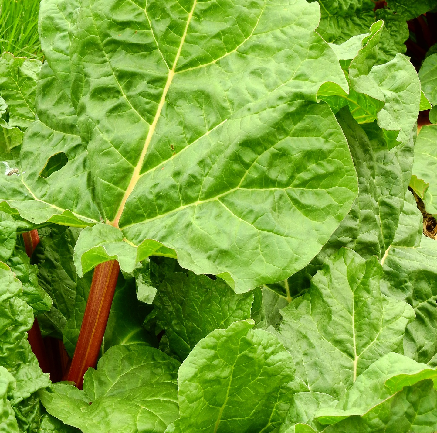 Purin Feuilles De Rhubarbe