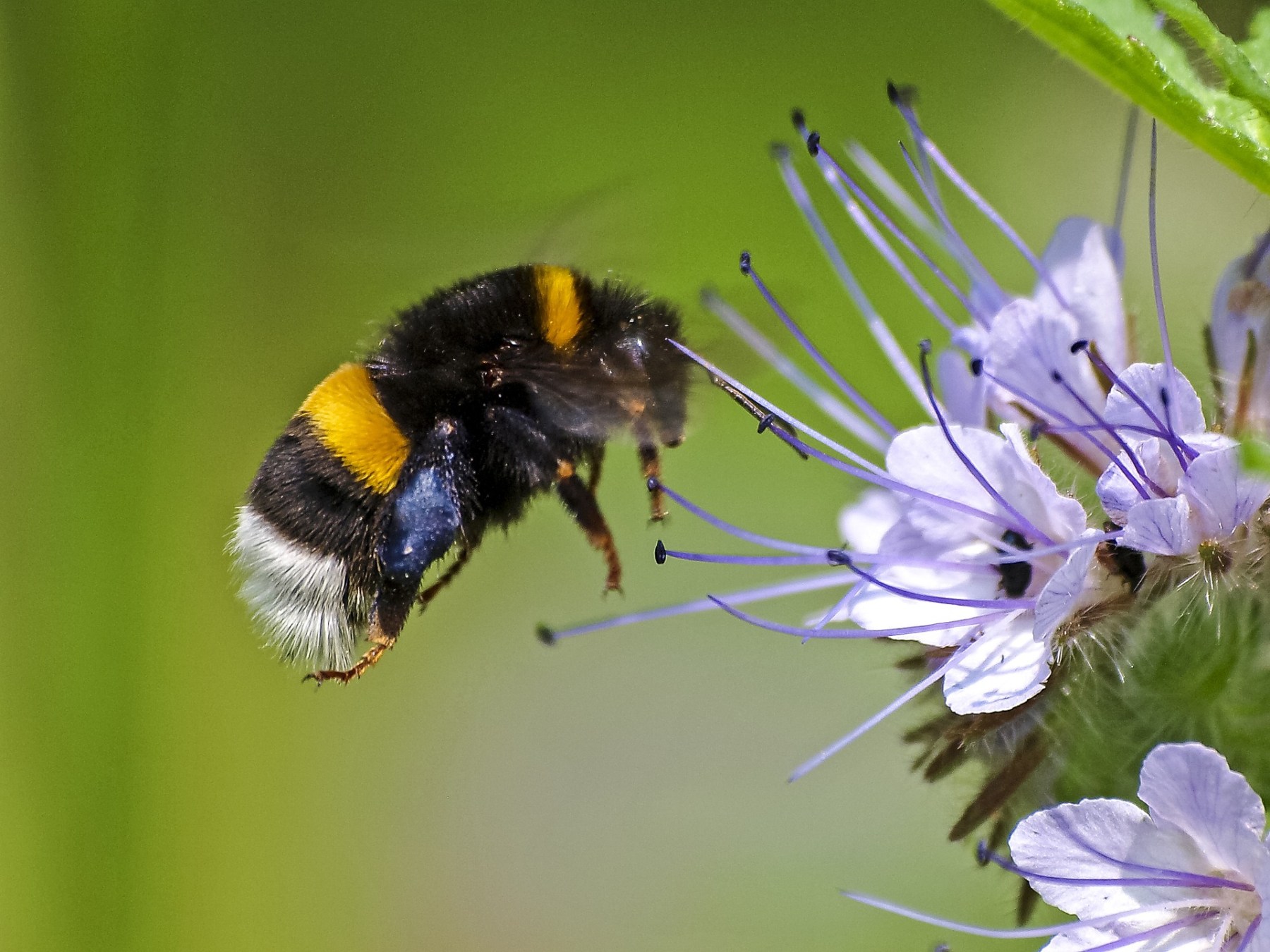 Le Bourdon terrestre, le costaud du jardin