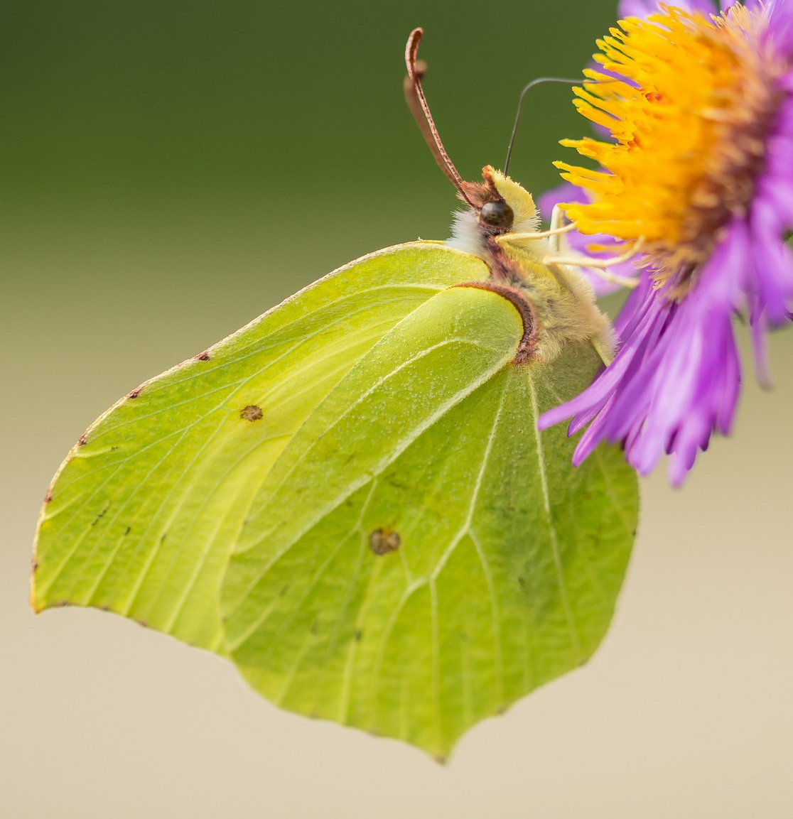Le papillon Citron, le soleil ailé de nos jardins