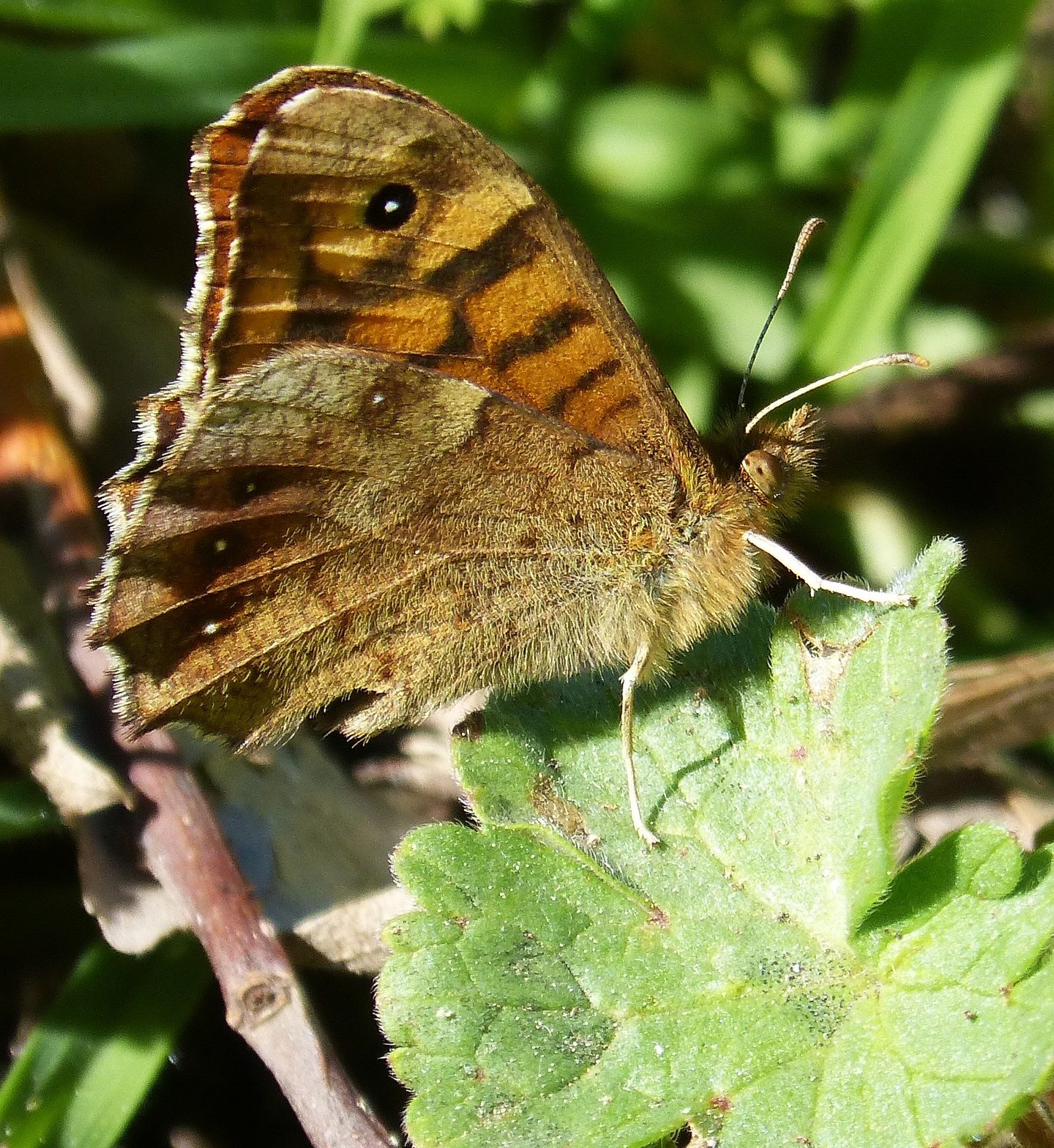 La Mégère (Lasiommata megera) et le Satyre, un papillon unique