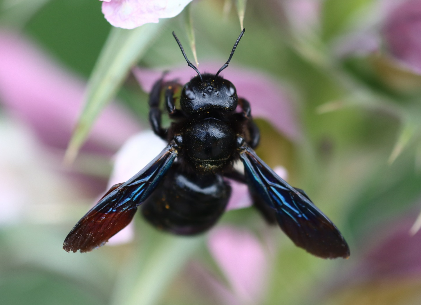 Abeille charpentière (Xylocope)