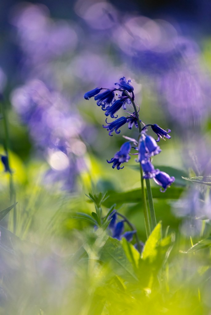 Jacinthe des bois, la belle toxique du printemps