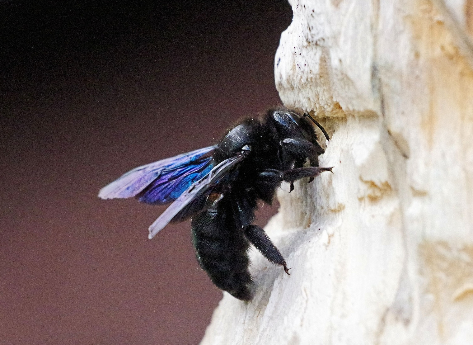 Abeille charpentière (Xylocope)
